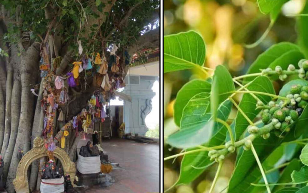 "ஆன்மீகத்தில் சிறப்பு பெற்ற அரச மரத்தில் மறைந்திருக்கும் அறிவியல் என்ன ...