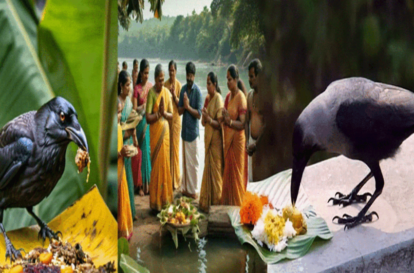 காகத்திற்கு உணவு வைக்கும் பழக்கம்: நம் முன்னோர்களின் அறிவாற்றலை ...